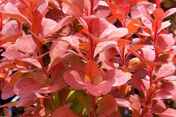 Pink Poppet Weigela - Gartenmeister