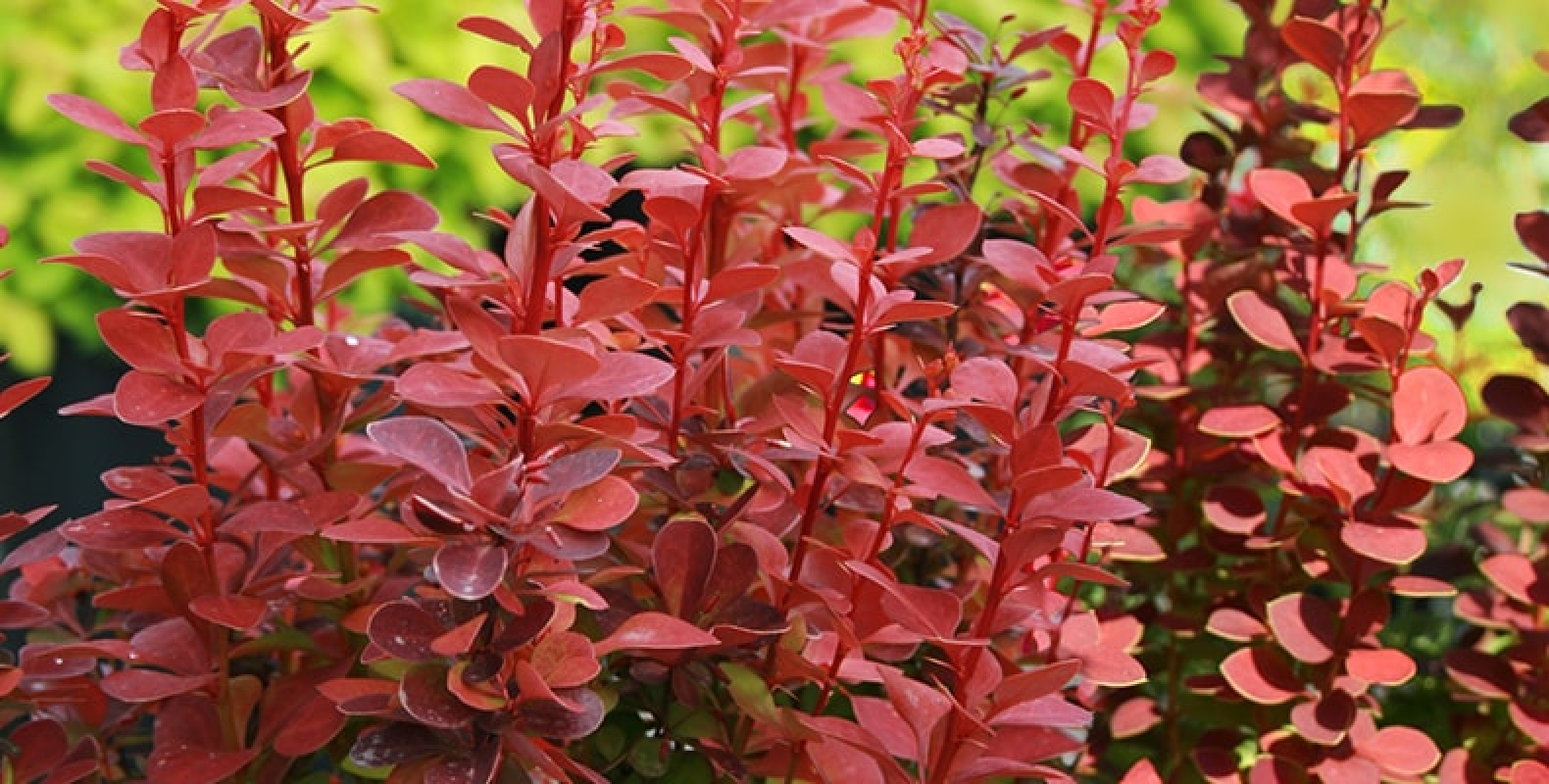 Orange Rocket Barberry - Gartenmeister