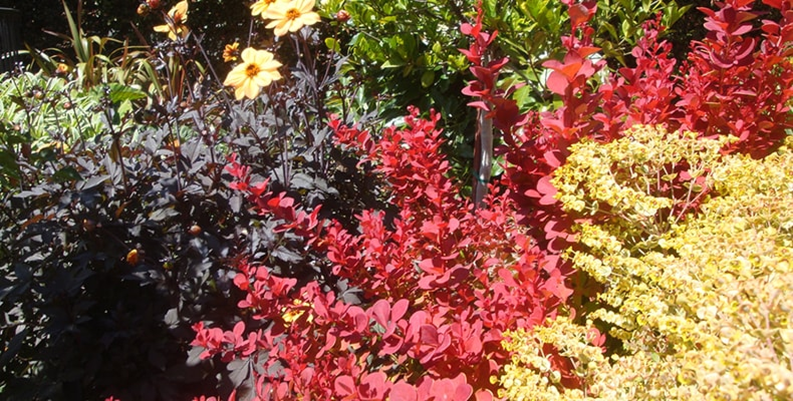 Orange Rocket Barberry - Gartenmeister