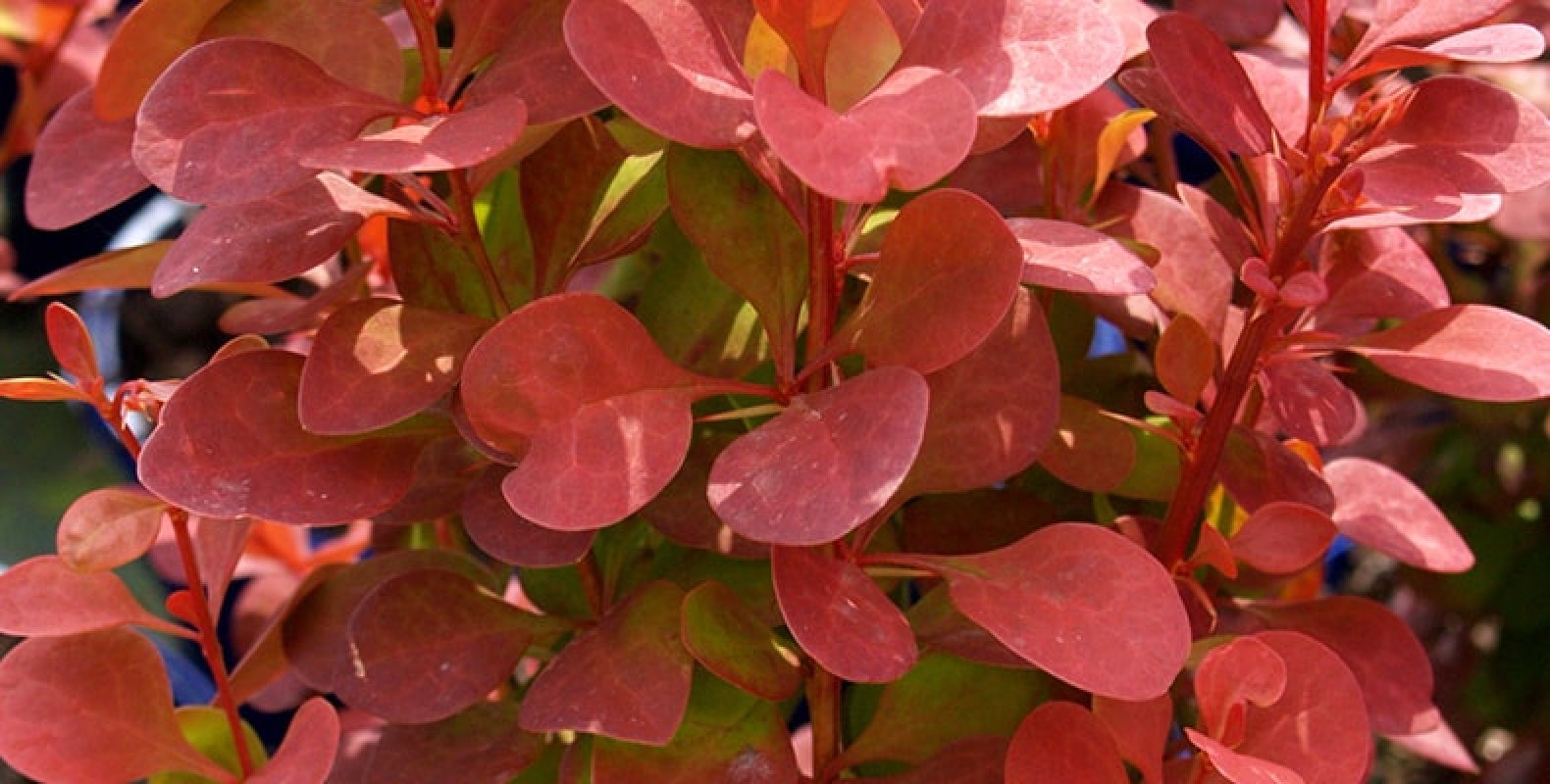 Orange Rocket Barberry - Gartenmeister