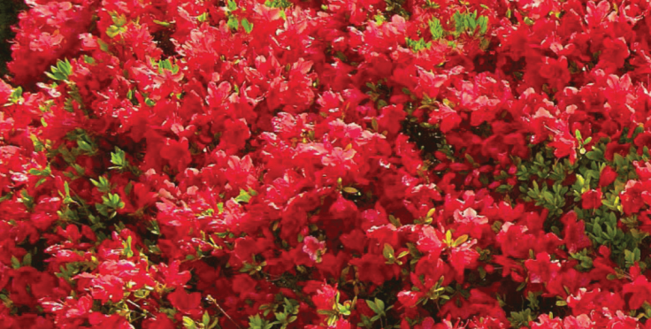 FlorAmore Red Azalea - Gartenmeister